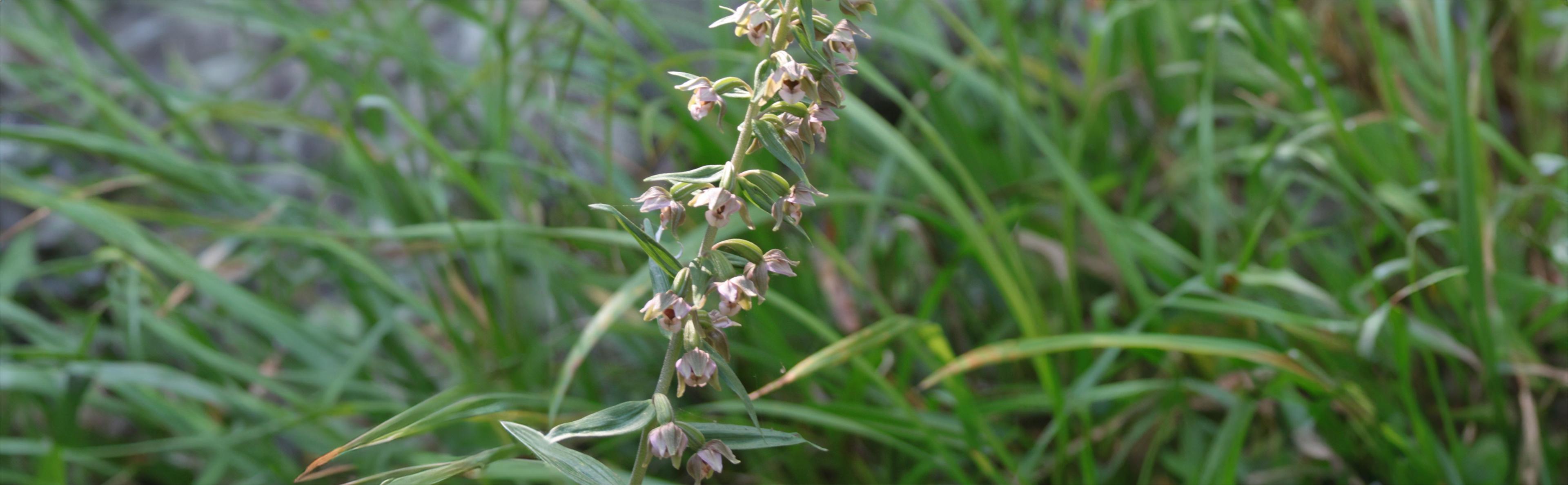 Orchidées de chez nous | Le plessis robinson